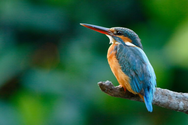 How to Clean Bird Poop Off Your Deck Without A Power Washer - Country ...